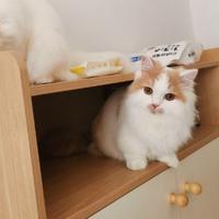 【LLM】CODEFUSION：用于代码生成的预训练扩散模型 (CODEFUSION: A Pre-trained Diffusion Model for Code Generation) - 知乎