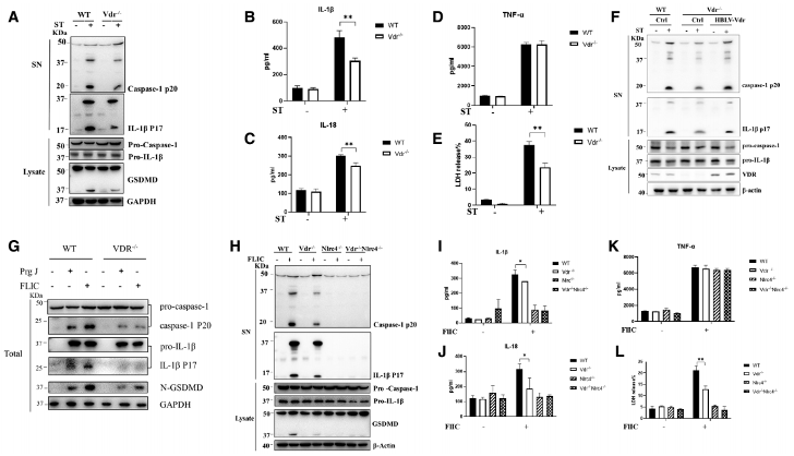 EMBO Rep︱陈允梓课题组揭示维生素D受体调控NLRC4炎症小体新机制 - 知乎