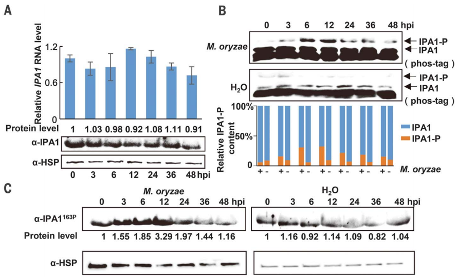 转录因子IPA1，次次都能发顶刊是怎么做到的？ - 知乎