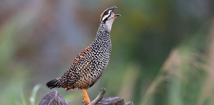 “三禽言”——两宋禽言诗中的某类调值特点 - 知乎