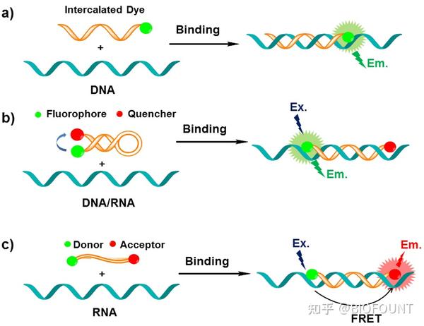 10种好用的 DNA染料和探针 - 知乎