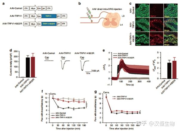 【神经元细胞干货篇】神经元细胞特异性基因调控策略 - 知乎