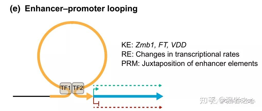 一种近距离染色质互作形式-chromatin loops 的研究进展 - 知乎