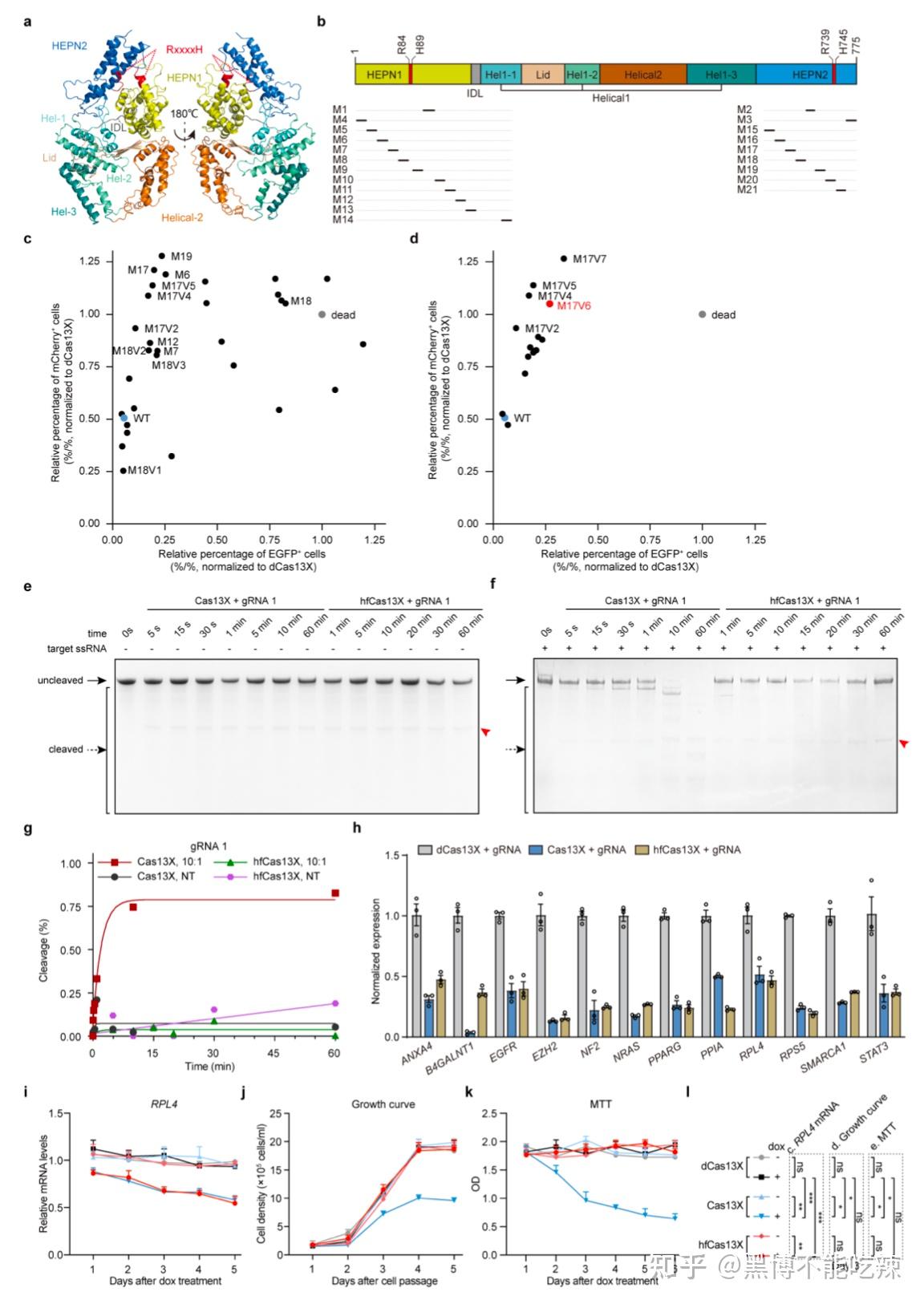 神经所杨辉团队开发出高保真Cas13蛋白变体 - 知乎