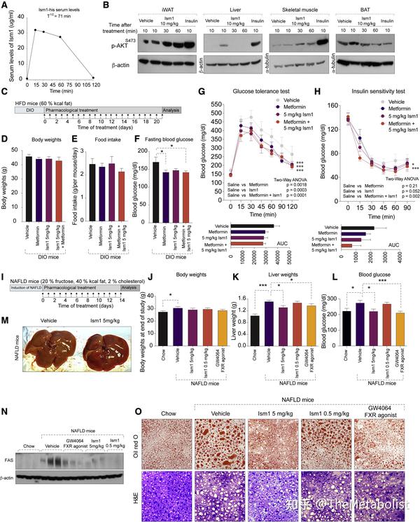 代谢学人--Cell Metabolism：小孩子才做选择，除糖和降脂，Isthmin-1全都要 - 知乎