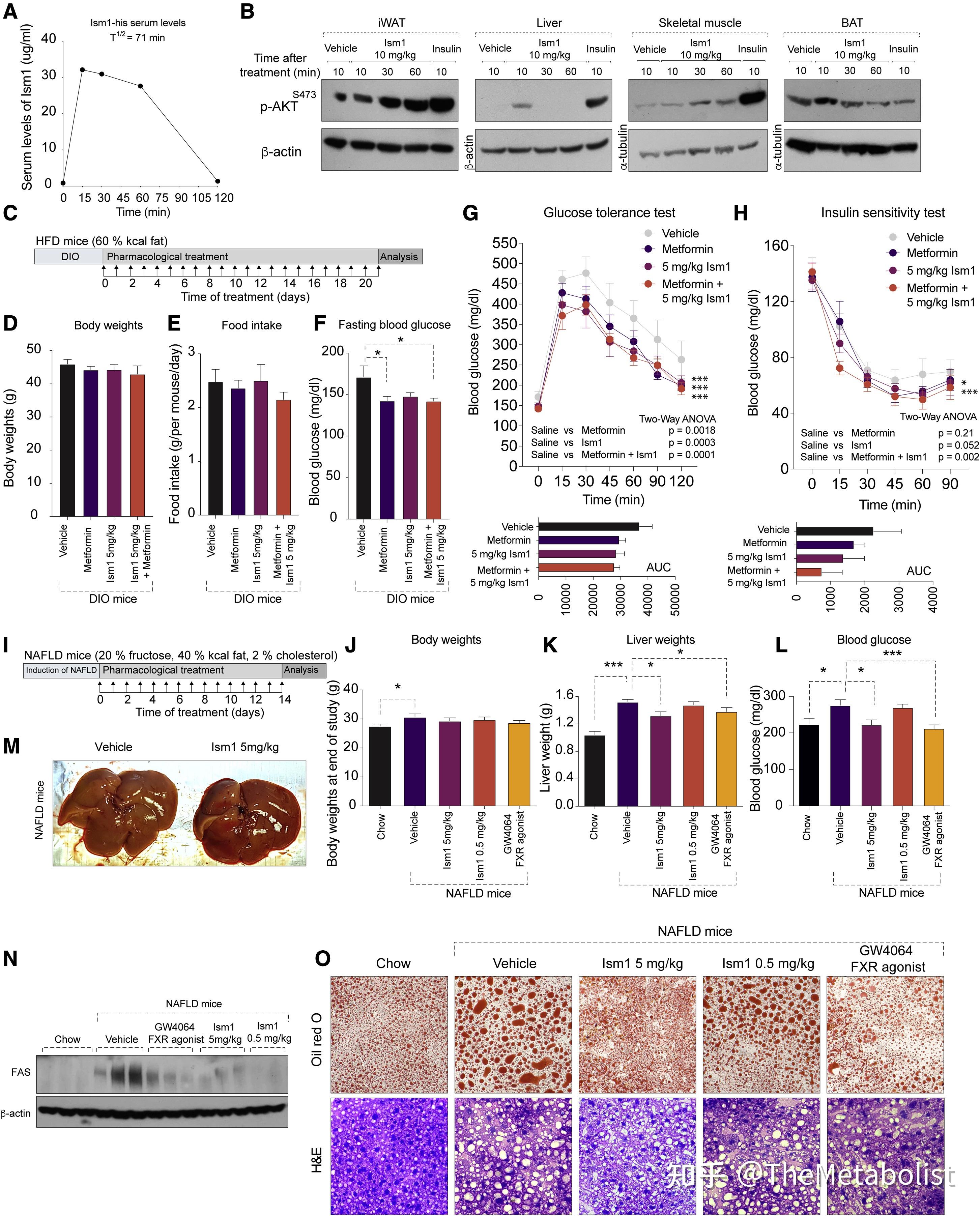 代谢学人--Cell Metabolism：小孩子才做选择，除糖和降脂，Isthmin-1全都要 - 知乎