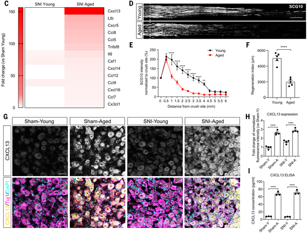 Science：为什么老年人神经损伤后难以恢复？可逆的CD8+ T细胞与神经元交流导致衰老依赖的神经再生衰退 - 知乎