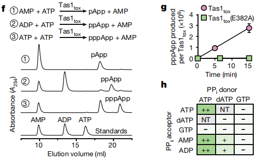 Nature：一种通过合成(p)ppApp榨干ATP的细菌间毒素 - 知乎