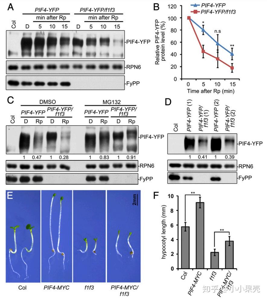 磷酸酶PP6通过去磷酸化PIF蛋白负调控植物光形态建成 - 知乎