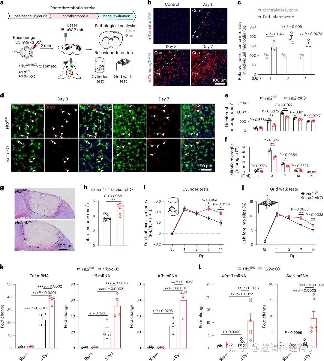 Nat Metab︱浙江大学医学院脑科学与脑医学学院高志华/段树民课题组揭示糖代谢关键酶Ⅱ型己糖激酶调控小胶质细胞功能的新机制 - 知乎