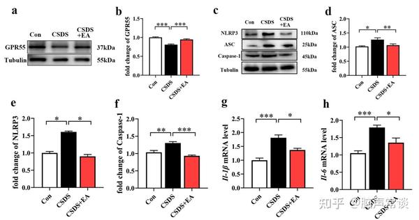 复旦大学俞瑾团队揭示GPR55对CSDS模型小鼠海马神经炎症和成熟神经发生障碍的神经保护作用 - 知乎