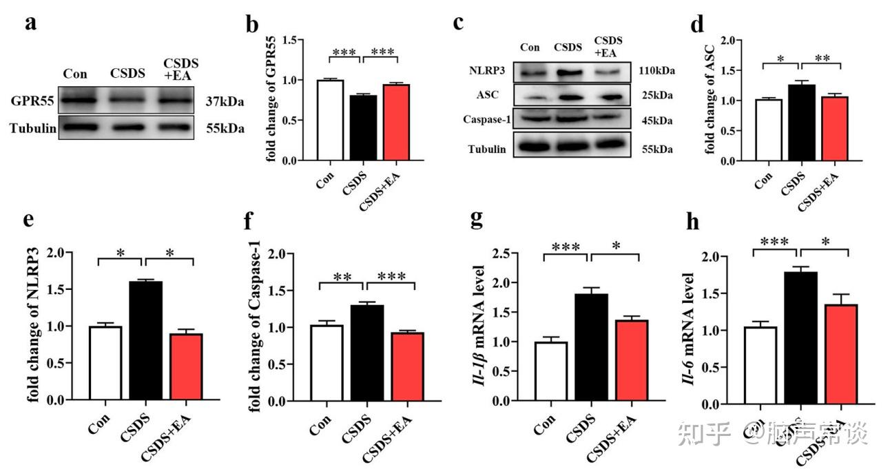 复旦大学俞瑾团队揭示GPR55对CSDS模型小鼠海马神经炎症和成熟神经发生障碍的神经保护作用 - 知乎
