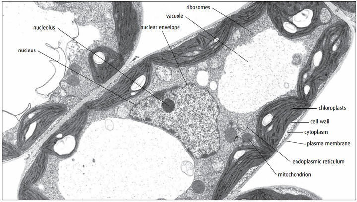 Topic 1.2 Ultrastructure of Cells 细胞显微结构 - 知乎