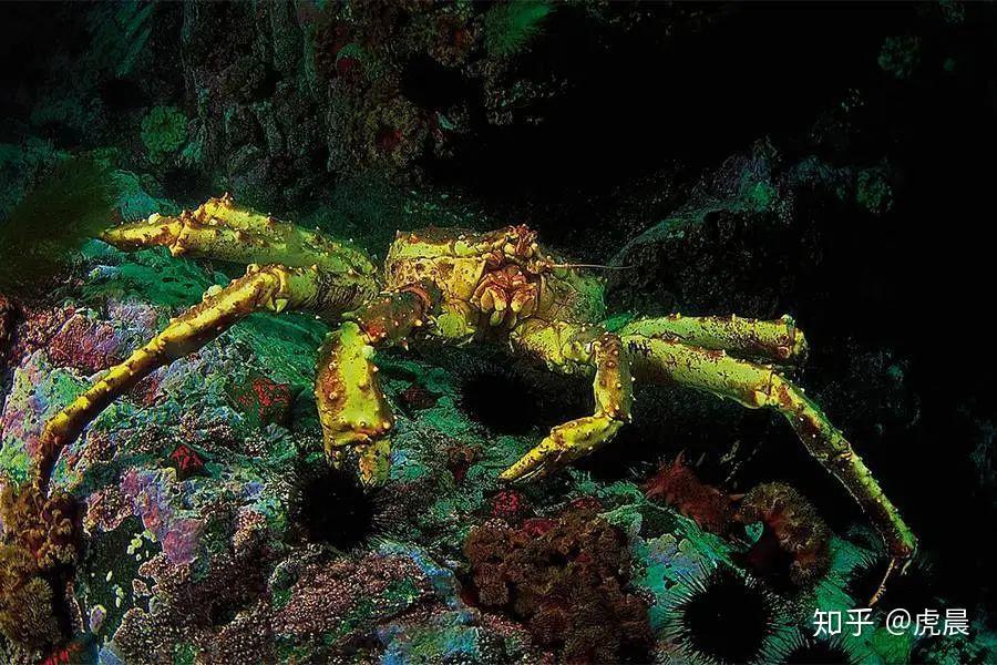 揭秘俄罗斯帝王蟹：市场、新格局，鲜美食材背后有看不到的博弈 - 知乎