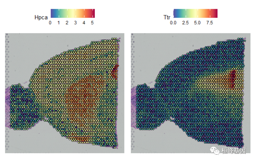 SCS【21】单细胞空间转录组可视化 (Seurat V5) - 知乎