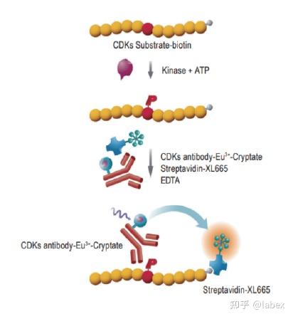浅谈均相时间分辨荧光-HTRF技术 - 知乎