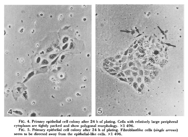 FHC:苏州鉴达细胞鉴定预警系列10 - 知乎