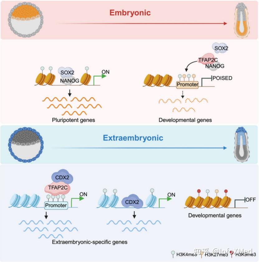 Cell Rep | 揭示染色质环境在哺乳动物胚胎谱系分化中协调转录因子互作网络的分子机制 - 知乎