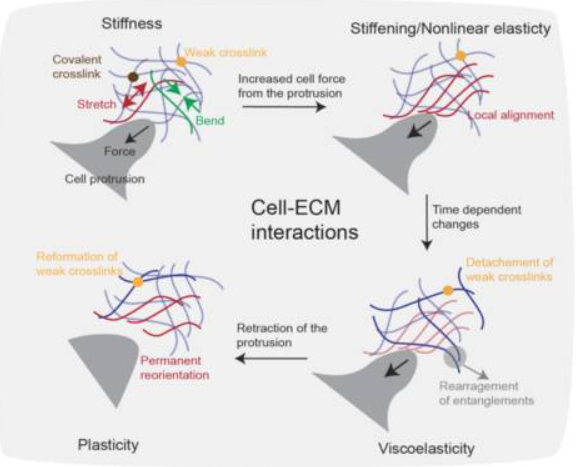 细胞外基质 (ECM) 中主要成分的力学特性及它们如何影响细胞行为? - 知乎