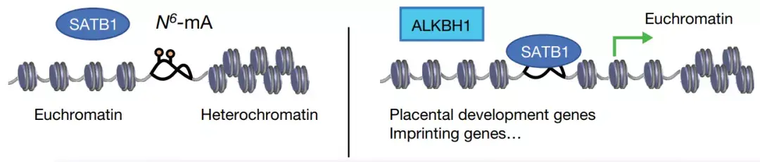 专家点评Nature | DNA 6mA修饰影响染色质结构 - 知乎