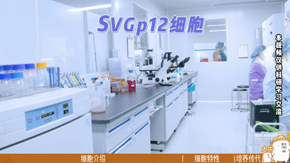 SVGp12细胞培养，人星形胶质细胞培养攻略 - 丰晖生物 - 知乎