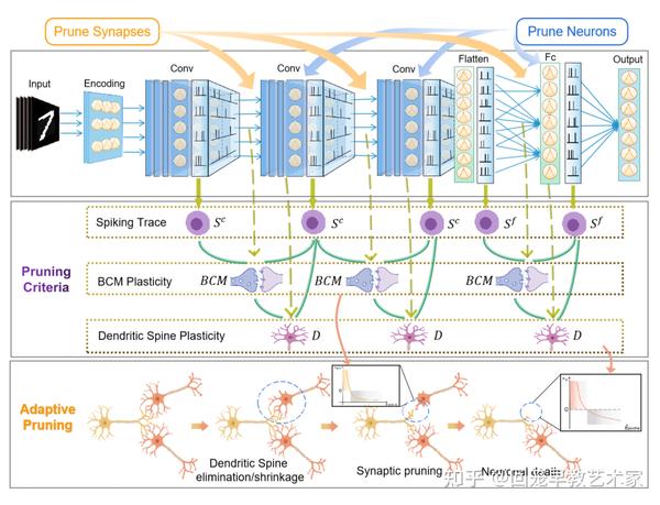 SNN系列文章13——发育可塑性启发的SNN自适应剪枝算法 - 知乎