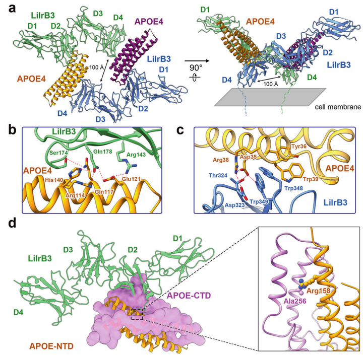 新进展||施一公团队23年首篇Cell - 知乎