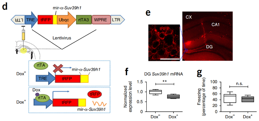 小布实用Tips｜神经元活动依赖工具系列之二：Tet-on/off系统 - 知乎