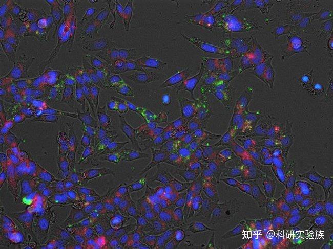 BODIPY氟化硼络合二吡咯甲川（BDP）类荧光染料基本结构及性质和应用 - 知乎