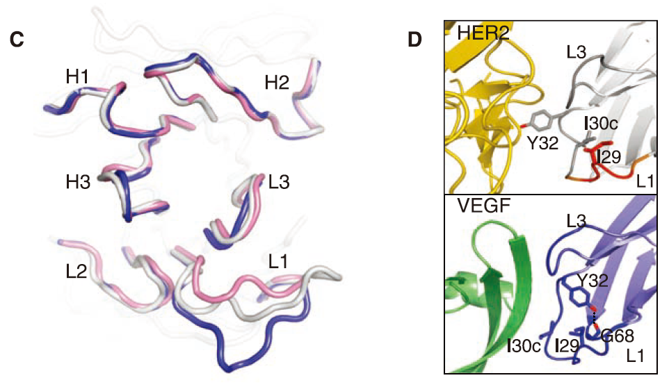 多特异性抗体：Two-in-One - 知乎