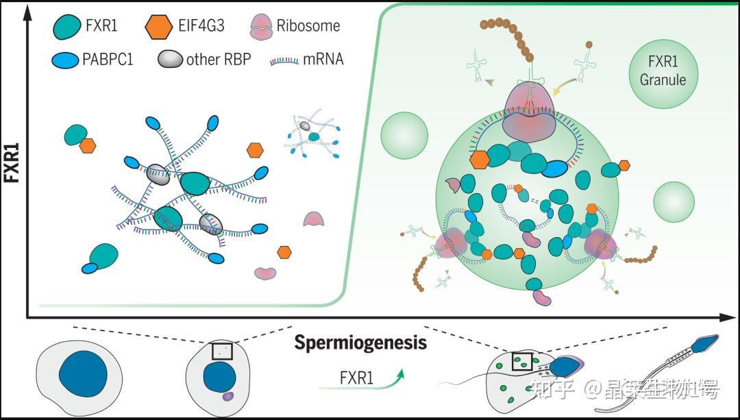 FXR1的LLPS通过激活储存的mRNA的翻译来驱动精子发生 - 知乎