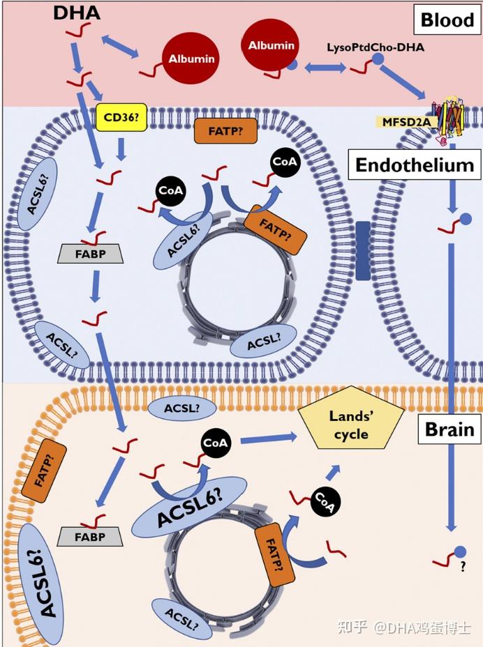 DHA吸收的关键——蛋白质！ - 知乎
