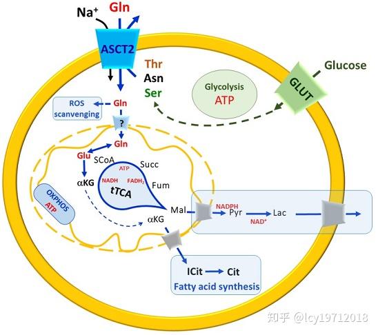 膳食中蛋白质的消化与吸收 - 知乎