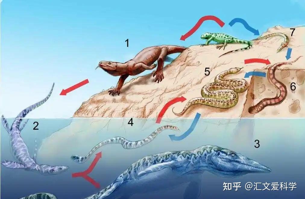 蛇的祖先26次艰难进化，为何牺牲双腿？惊人答案揭晓！ - 知乎