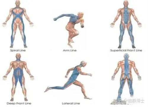 如何激活筋膜层之间的活动性？ - 知乎