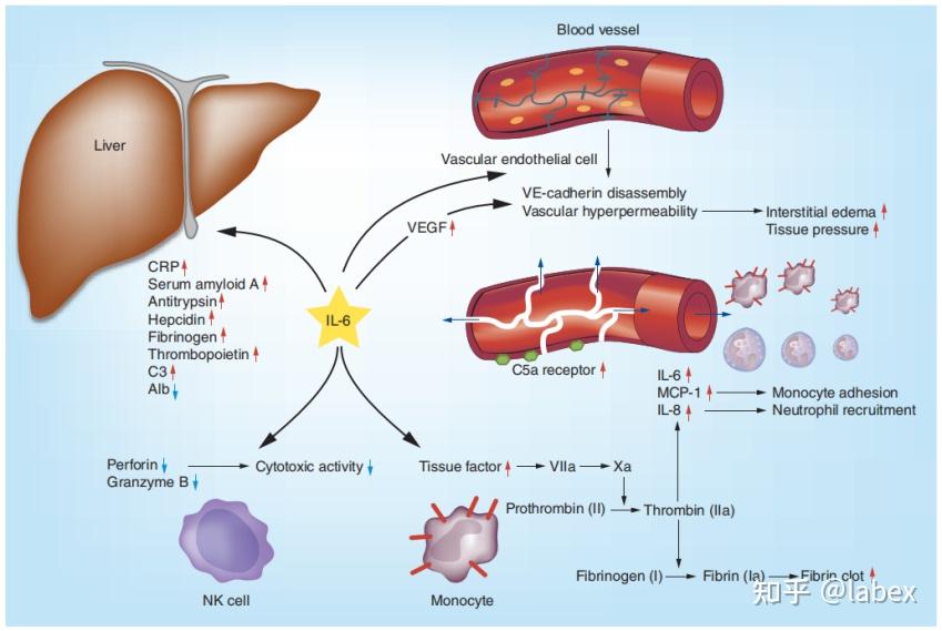 炎性多因子检测之白介素细胞6(IL-6) - 知乎