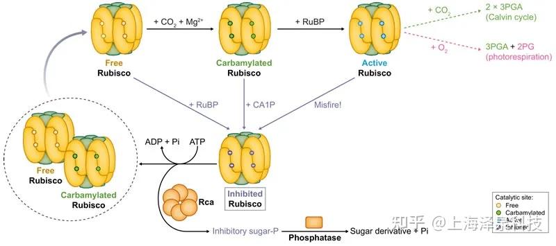 New Phytologist：光合作用关键酶Rubisco活性重塑研究取得重要进展 - 知乎