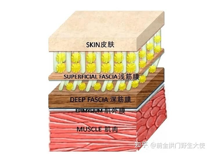 健身教练自费推荐，GXAN12、 Hypervolt GO2 mini、Nurtria N3 、麦瑞克 9D1S、云麦YUNMAI PB pro五款专业级筋膜枪该怎么选？ - 知乎