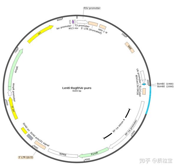 靶向RNA的CRISPR/CasRx - 知乎