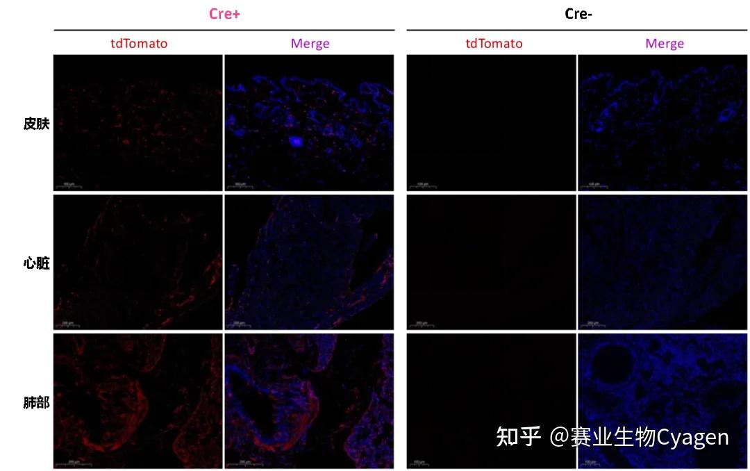靶向成纤维细胞的Col1a2-iCre小鼠（附工具鼠取材验证重组效率的解决方案） - 知乎