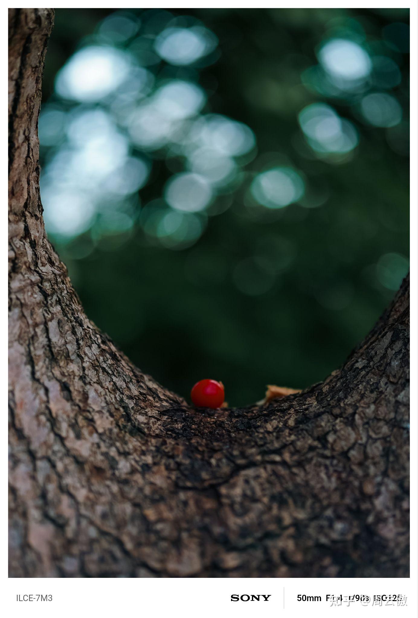 新手入门第一台相机，在索尼A7M4、尼康z5二代、和佳能r62中应该怎么选择？ - 知乎