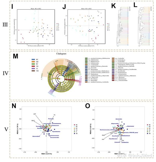 文献解读：JCR | 揭示HRG治疗非酒精性脂肪肝的作用机制 - 知乎
