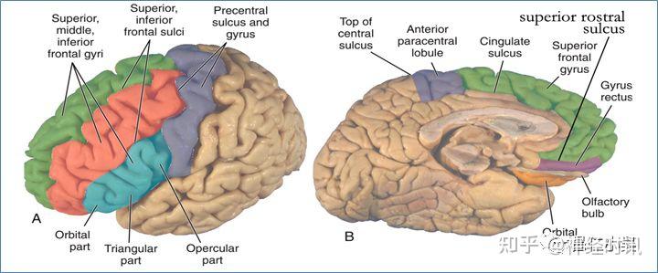 最佳推荐 | 高清详细的神经系统解剖学（全） - 知乎