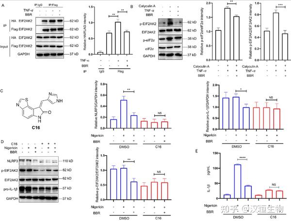 IF>14|揭秘小檗碱BBR抗炎作用新靶标—EIF2AK2 - 知乎