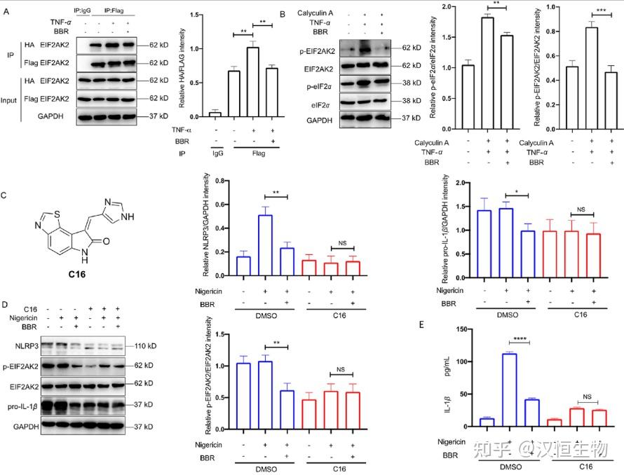 IF>14|揭秘小檗碱BBR抗炎作用新靶标—EIF2AK2 - 知乎
