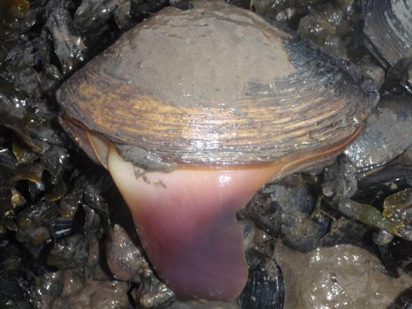 北极贝和北寄贝是不是一种东西？如果是的话，北极和北寄两个名字哪个正确？ - 知乎