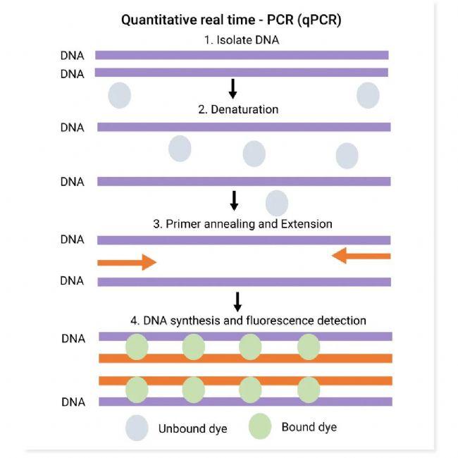 PCR、qPCR 和 RT-PCR |MedChemExpress (MCE) - 知乎
