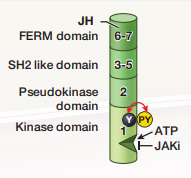 医药魔方|JAK抑制剂：危中有机，唯创新者胜 - 知乎