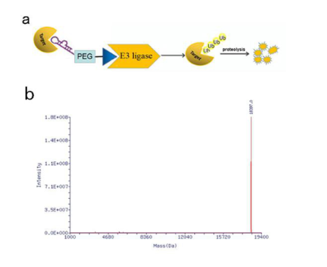 iRucaparib-AP6 BSJ-03-123 BSJ-03-204 dBET6 蛋白靶向降解嵌合体分享 - 知乎
