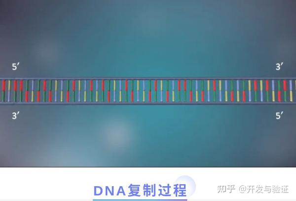 科普 | DNA如何进行复制？ - 知乎